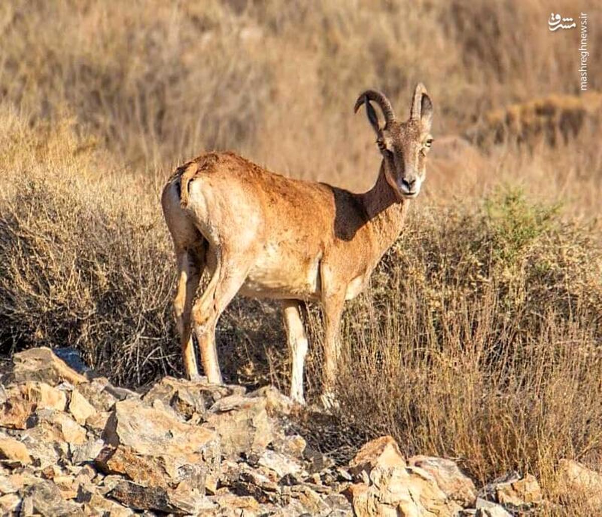 تصویری از زنده‌گیری یک راس بره میش وحشی در پردیس